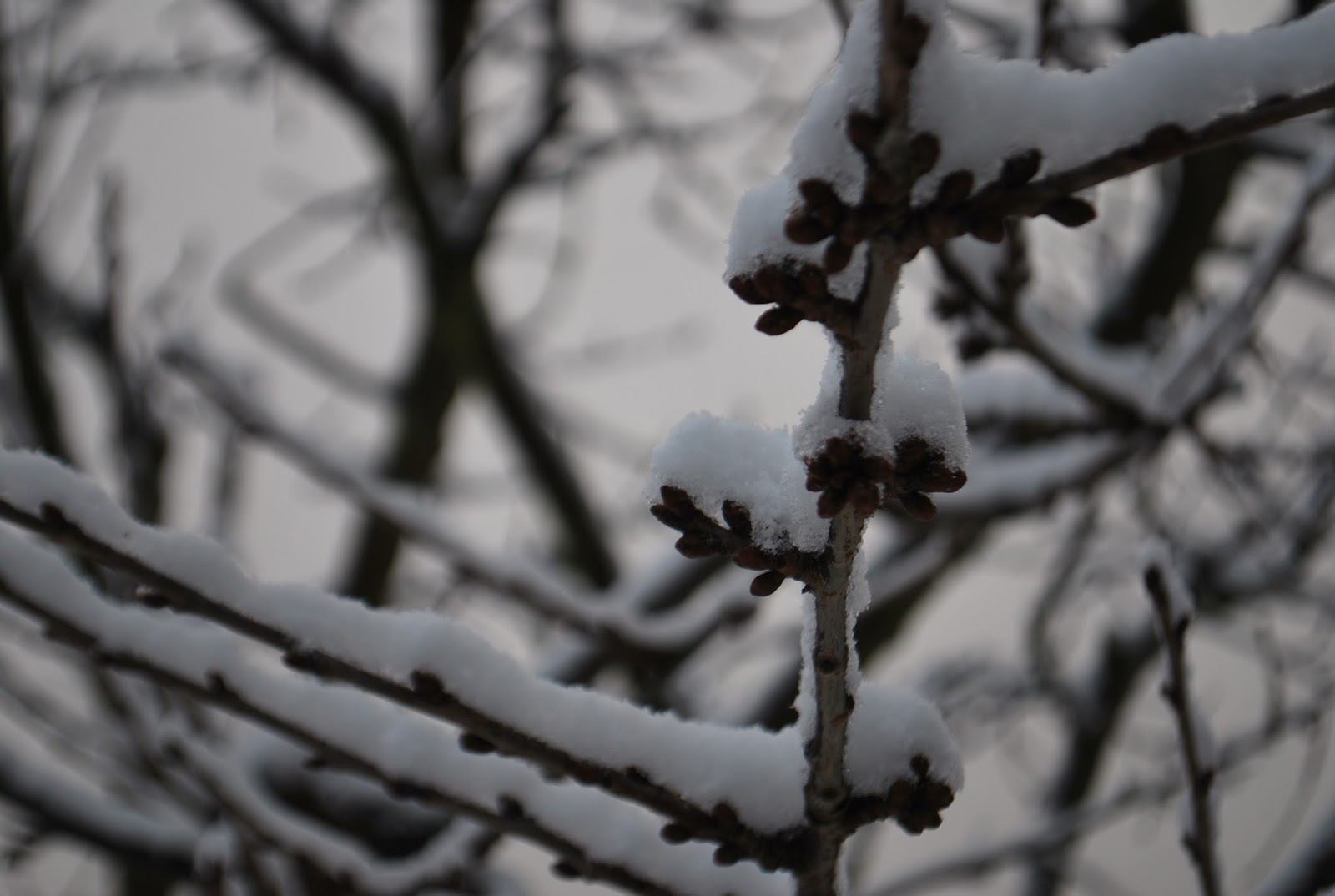 Out and About Cherry Dale: Snow at Cherry Dale Tenterfield