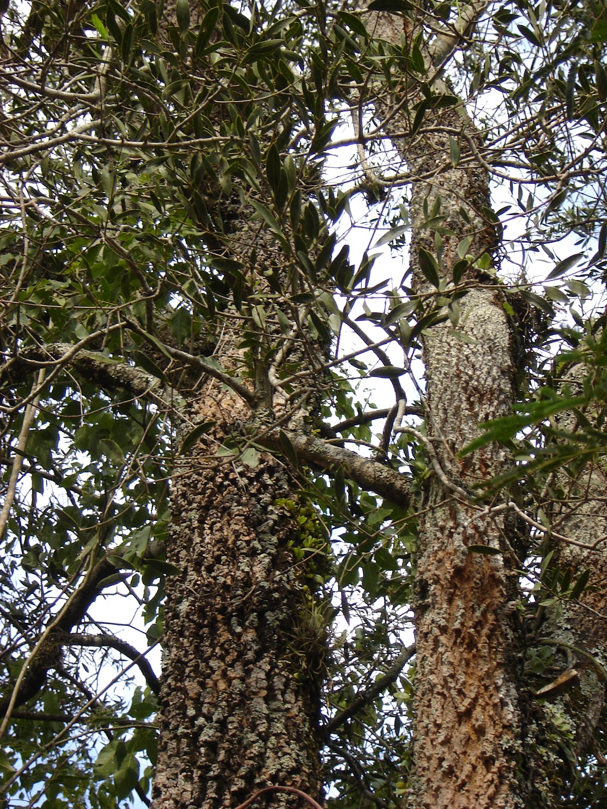 v e r d e c h a c o: Quebracho blanco