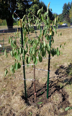 Daniel's Pacific NW Garden: Moving a 4 year old cherry tree