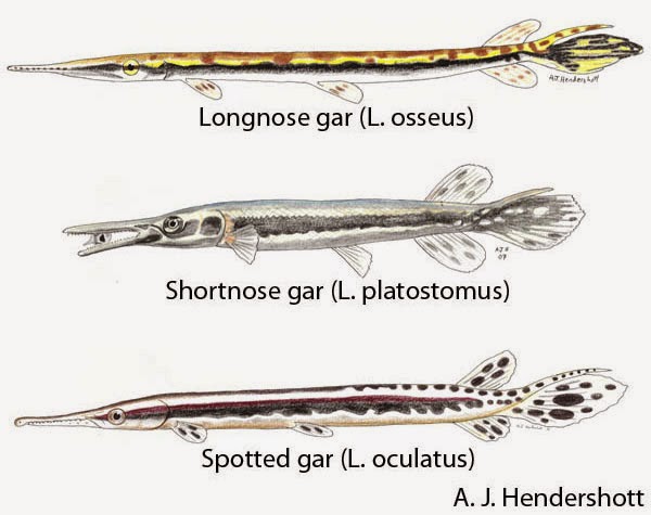 Jenis Jenis Ikan Aligator - Ikan Hias Air Tawar