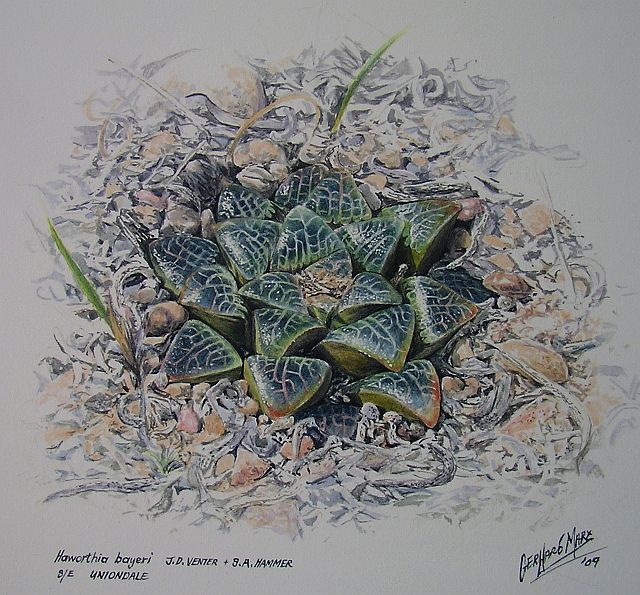 Gerhard Marx: Biography