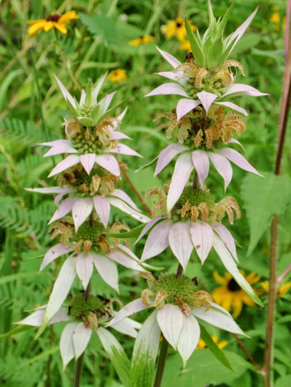 Friends of Menominee Park Shoreland: Native Plant Sale