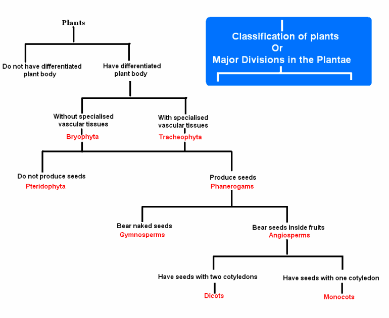 Kingdom Plantae Divisions