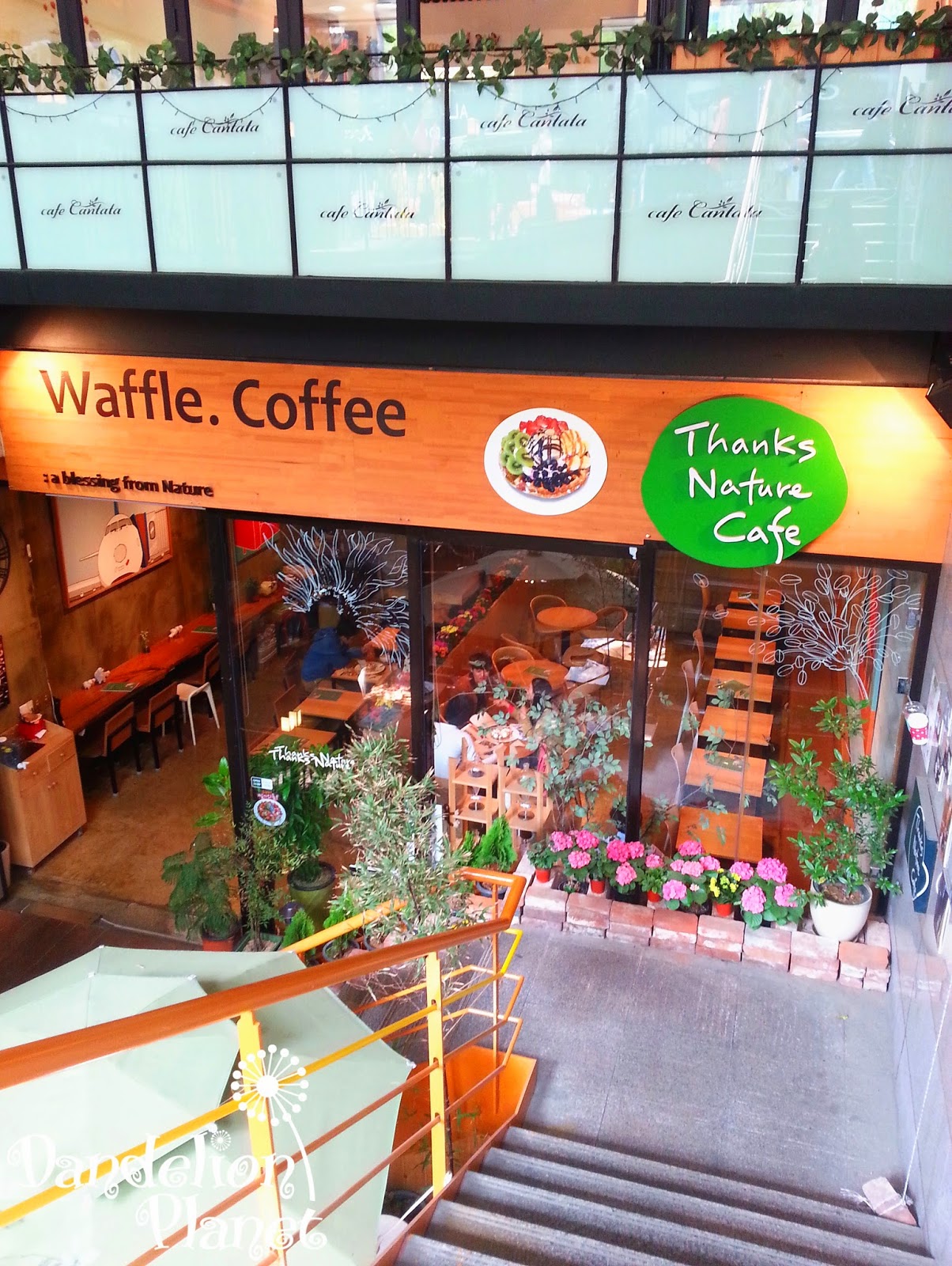 gie: [@韓] 親親可愛羊咩咩 Thanks Nature Cafe