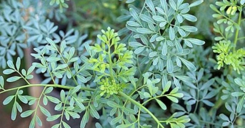 Arruda - Tenda de Umbanda Luz e Caridade - Tulca