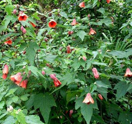 El Abutilon Insigne