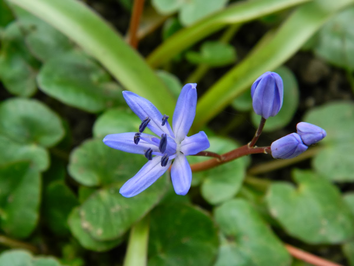 LA MULTI ANI, ROMANIA!: Viorele