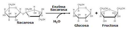 CORONA APICULTORES: COMPOSICIÓN QUÍMICA DE LA MIEL