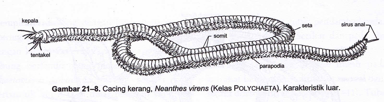 Jayalah Science: FILUM ANELIDA ( CACING BERSEGMEN-SEGMEN)