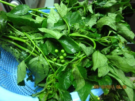 pokok herba,bunga, ulaman dan segala jenis tumbuhan: pucuk meranti