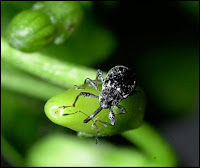 Jersey Veg Crops Ag Updates: Pepper Weevil Advisory
