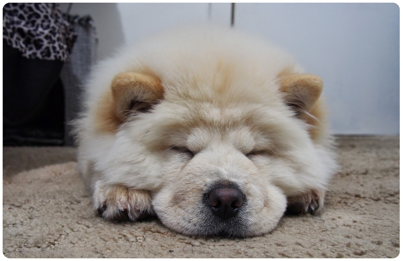 pinkqwerty: Creamy the Cream Chow Chow Puppy