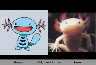 Talk:Axolotl - Wikipedia