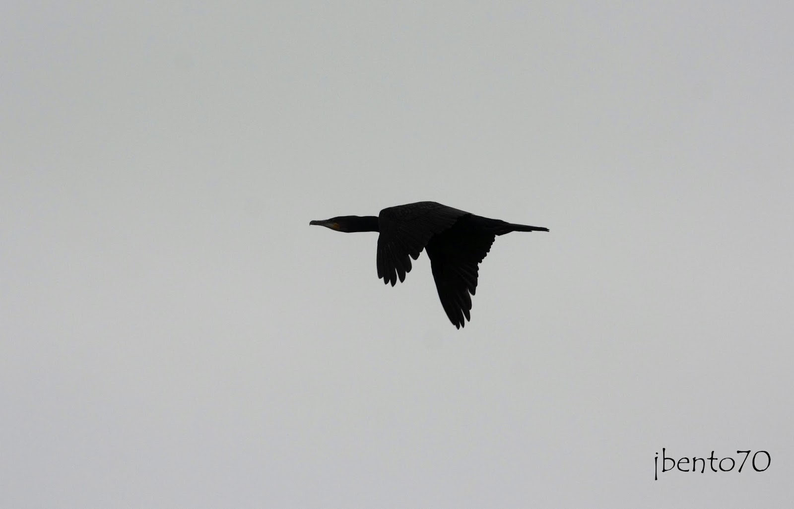 Birding Cascais: Corvo-marinho-comum /Great Cormorant (Phalacrocorax ...