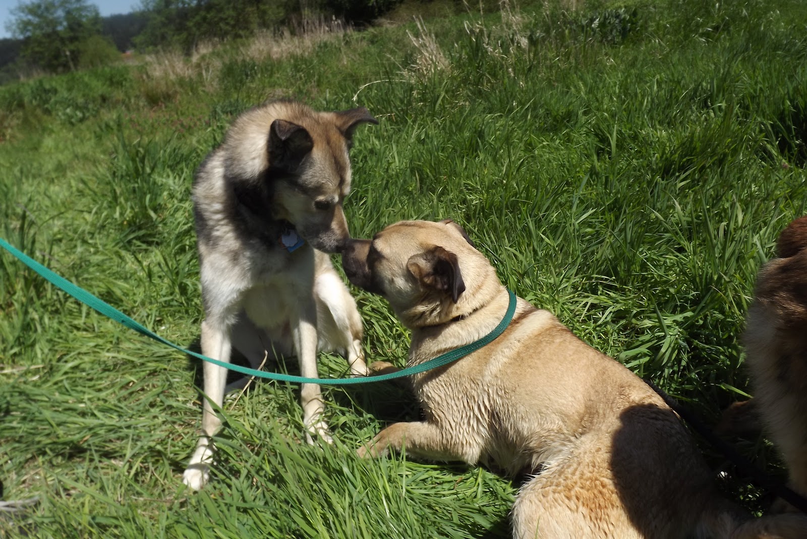 The Foster Report: Pika the 40 pound Gentle Giant?