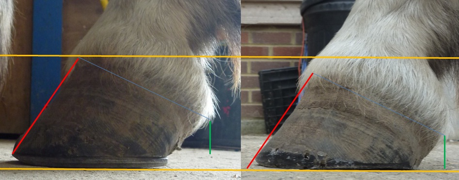 Barefoot Horse Blog: Comparison between shod and unshod height