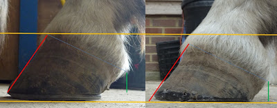 Barefoot Horse Blog: Comparison between shod and unshod height