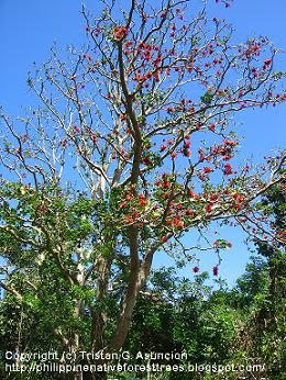 Philippine Native Forest Trees: DAP-DAP or another Erythrina sp.?