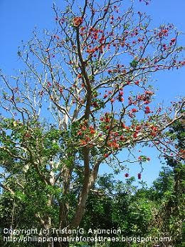 Philippine Native Forest Trees: DAP-DAP or another Erythrina sp.?
