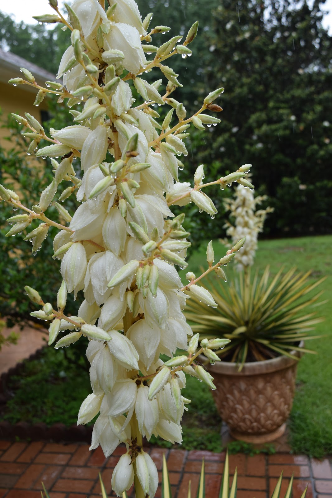 MARIETTE'S BACK TO BASICS: Variegated Yucca Lily Blooming