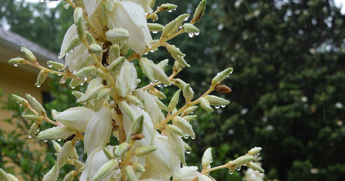 MARIETTE'S BACK TO BASICS: Variegated Yucca Lily Blooming