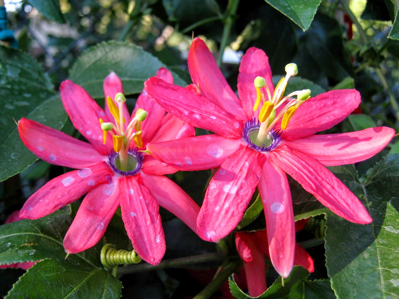 Maracujá Banana - Passiflora molissima