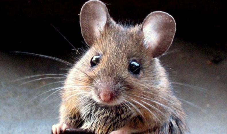 GRANADA-AMOR-SEVILLA: El ratón que se comía mi jabón