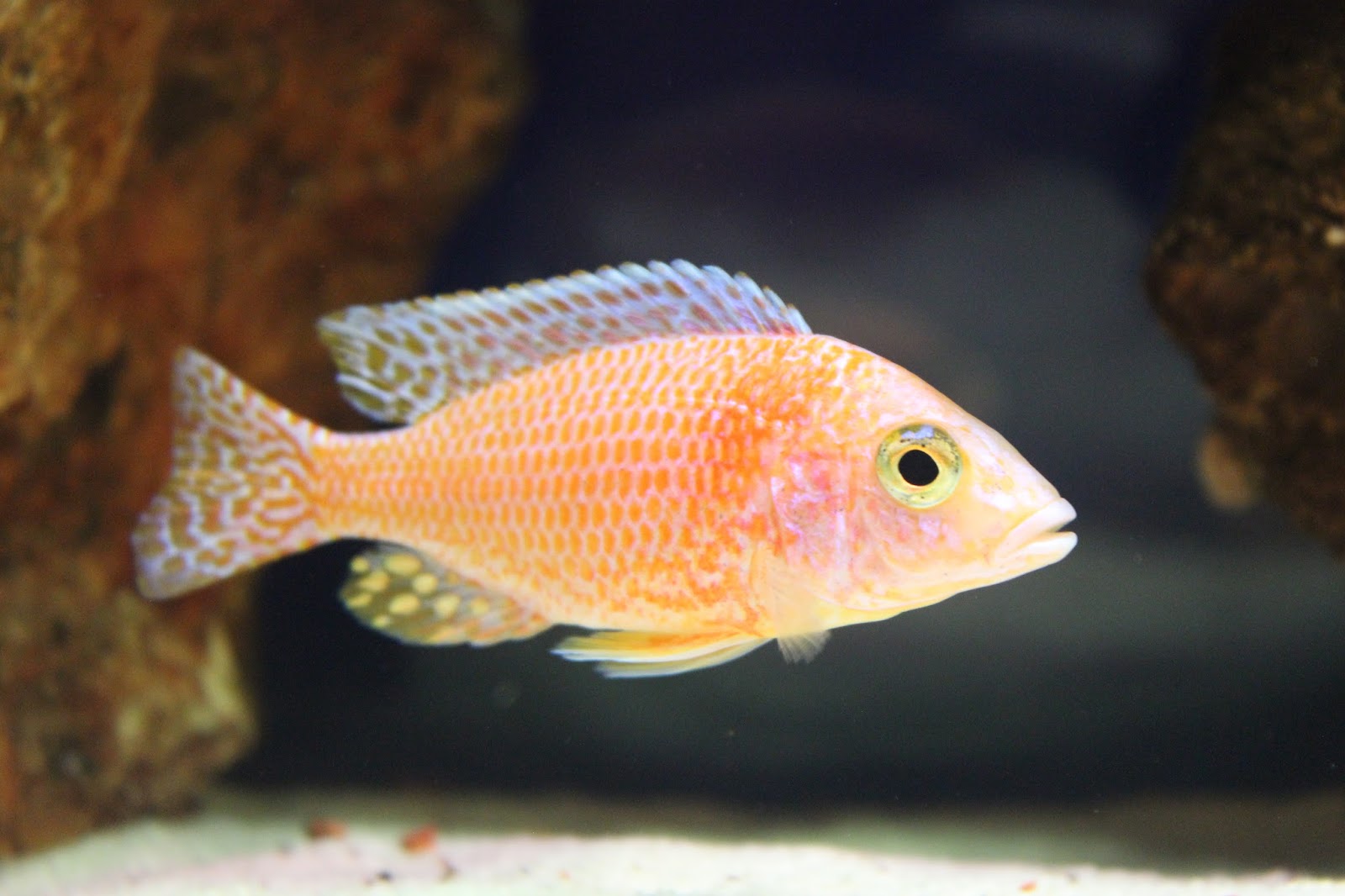 Oguz's Aquarium: Fish Species