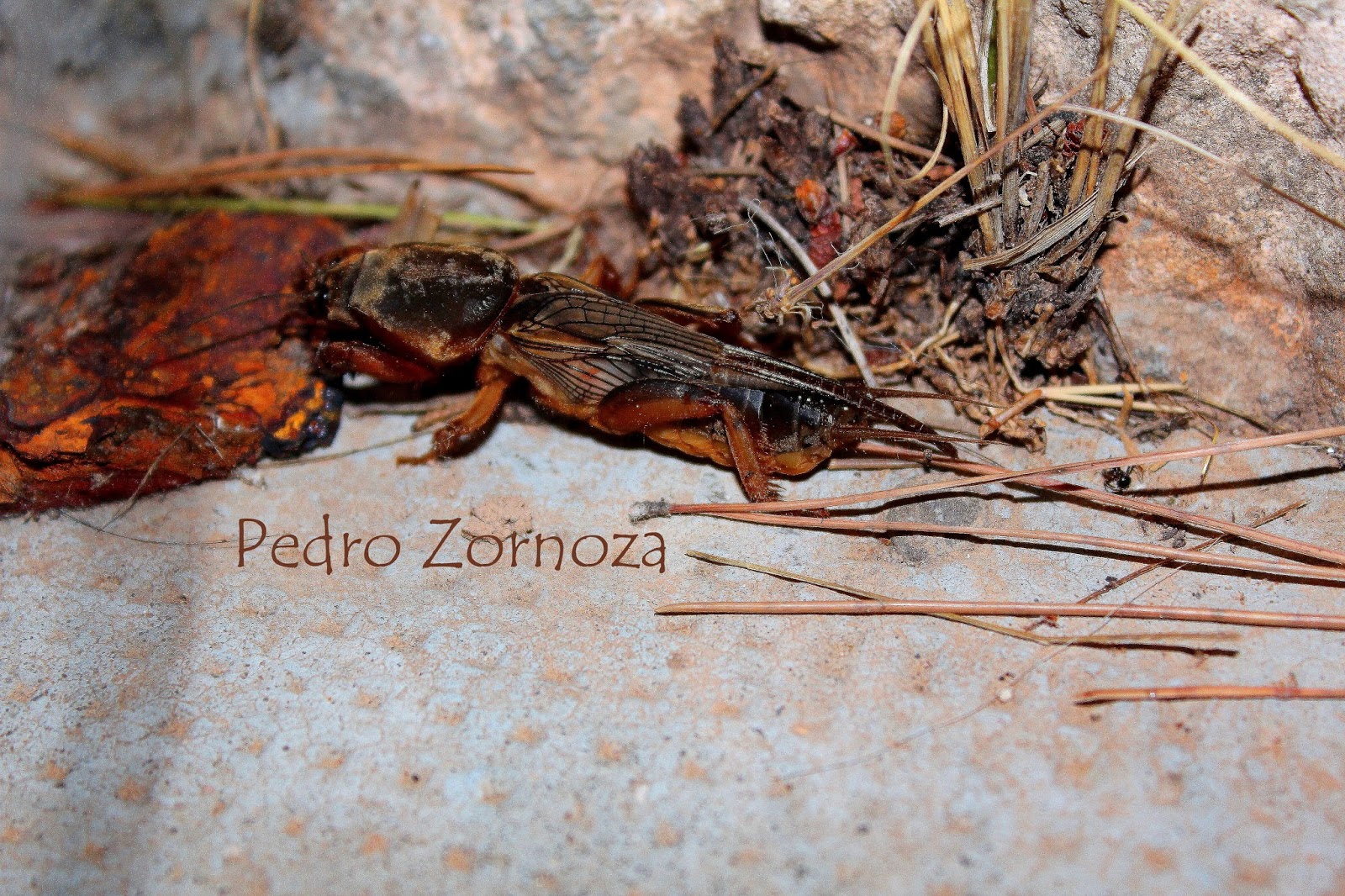 Grillo topo, Alaclán Cebollero o Perrito de Dios. (Gryllotalpa gryllotalpa)