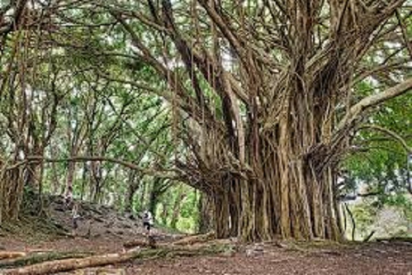 18 Interesting Facts About National Tree Of India Fact TV India 18-interesting-facts-about-national-tree-of-india-fact-tv-india