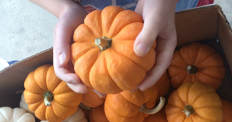 Free Printable Pumpkin Hunt with Two Fun Ways to Play | Sunny Day Family