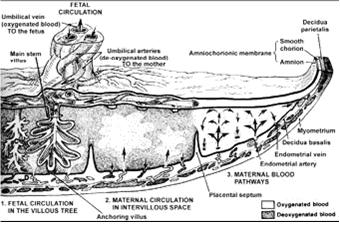 P A H L A W A N K E H I D U P A N: PEMOTONGAN PERWATAN TALI PUSAT