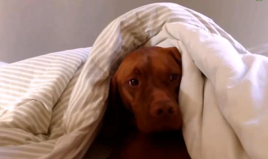 Hilarante: Mira el singular despertar de este perro cuando suena el ...