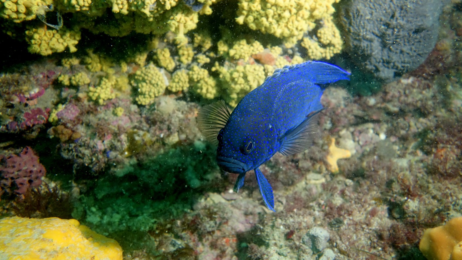Diving: Boar Fish Reef