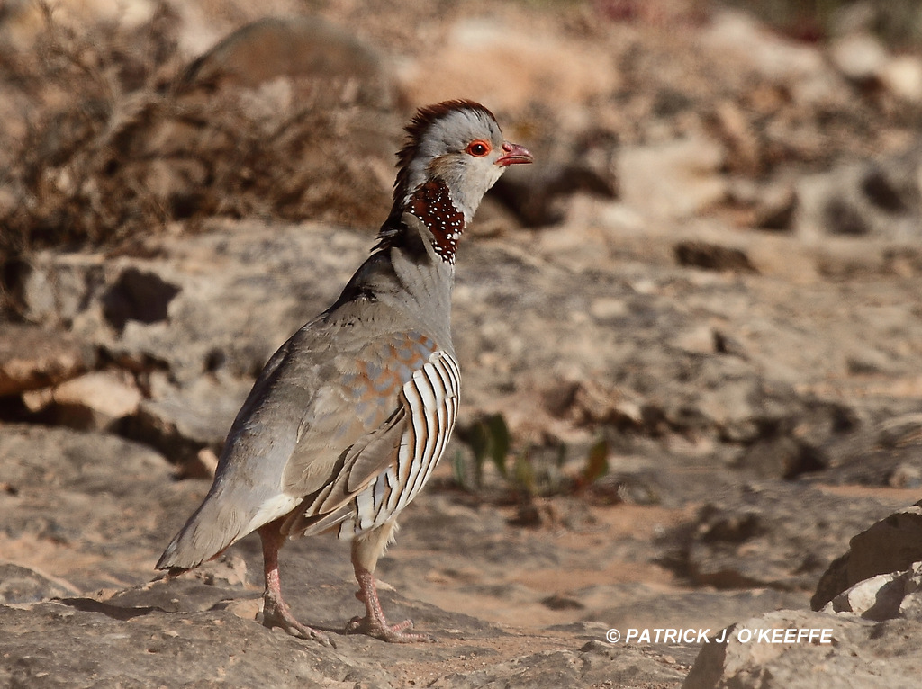 Raw Birds: BARBARY PARTRIDGE Alectoris barbara ssp. A. b. koenigi. Las ...