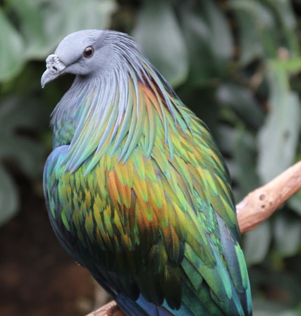 Stephen Bodio's Querencia: Most Beautiful Pigeon?