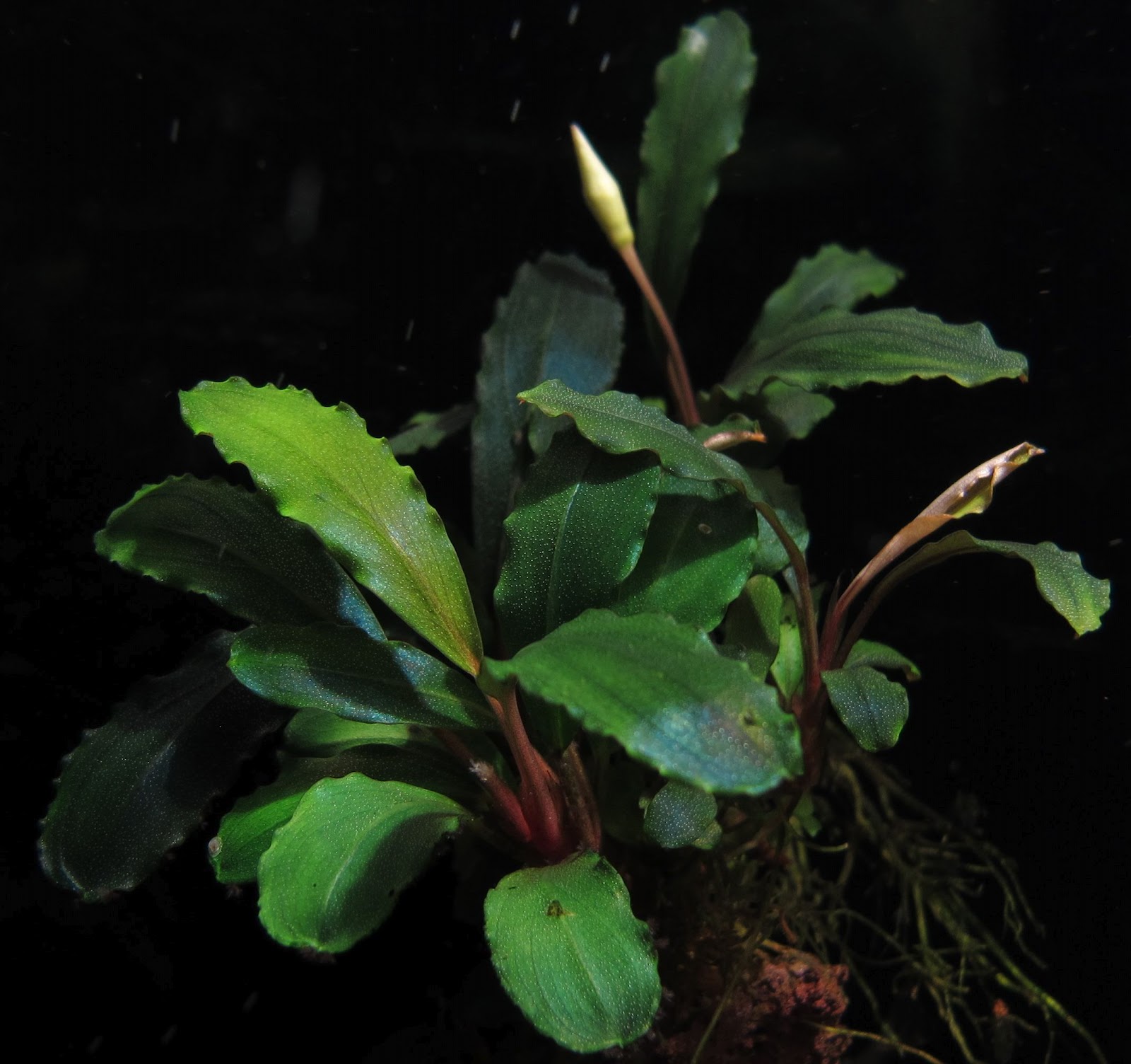 endemic plants: Bucephalandra sp. Silky Blue 2, Daerah Malawi