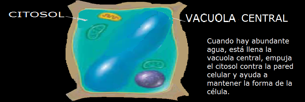 Guillermo Grass : VACUOLAS