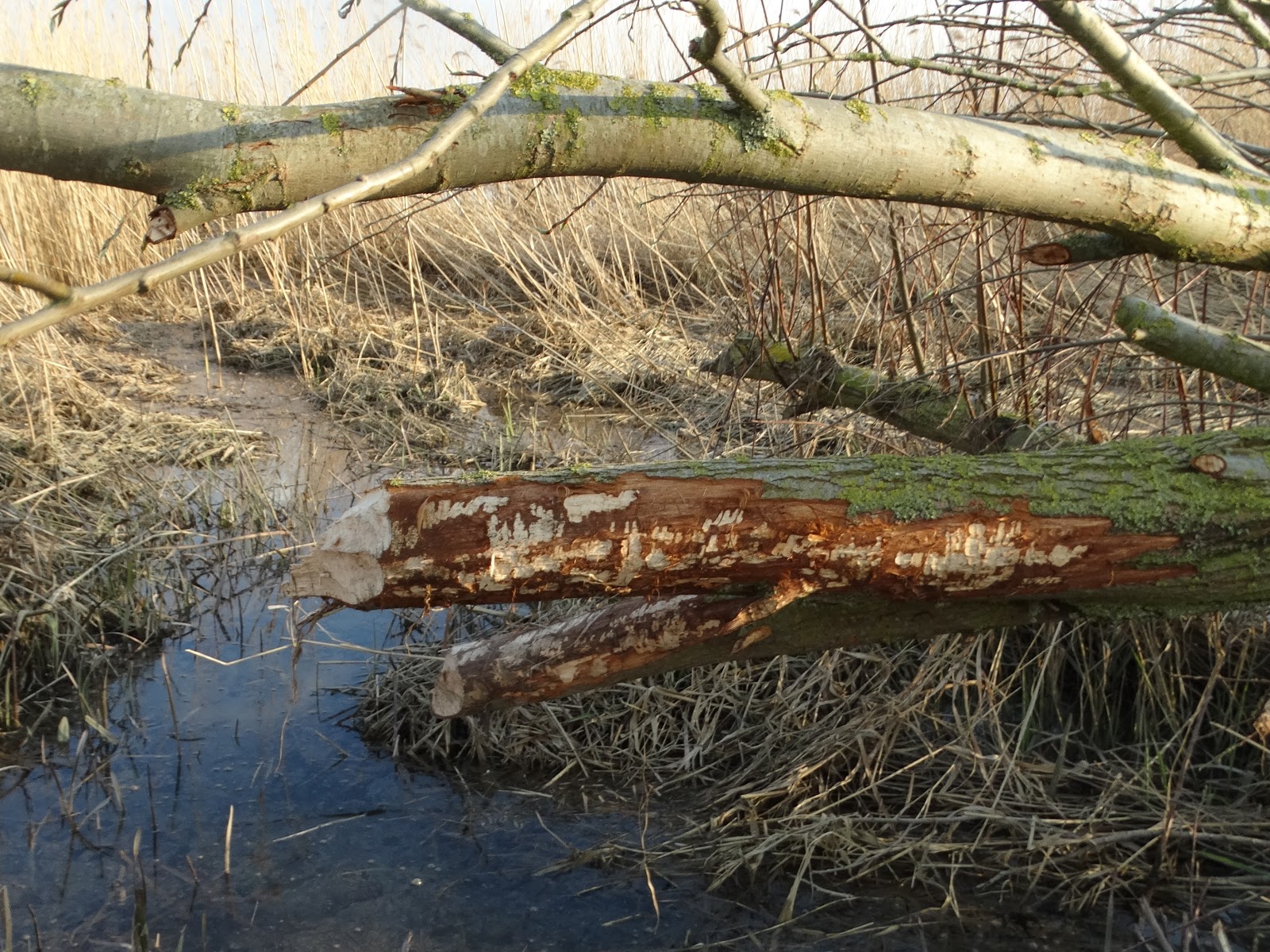 oog voor de natuur: Bevervraat en beverburcht in de Biesbosch.