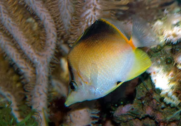 Artes de Pesca: LOS PECES MARIPOSA