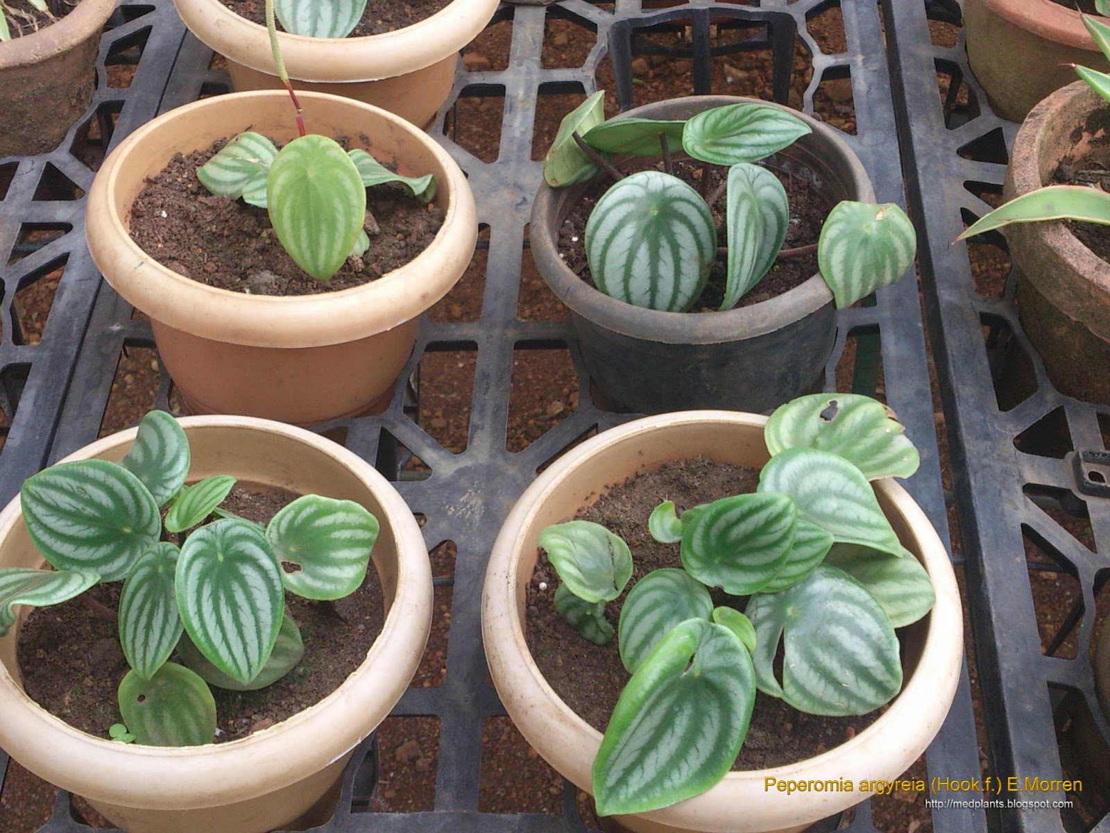 Medicinal Plants: Peperomia sandersii