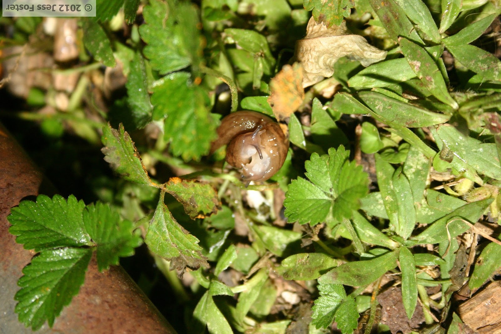 Sluggin' Along: Mating Slugs: Copulation - Penial Appendix - Part 1