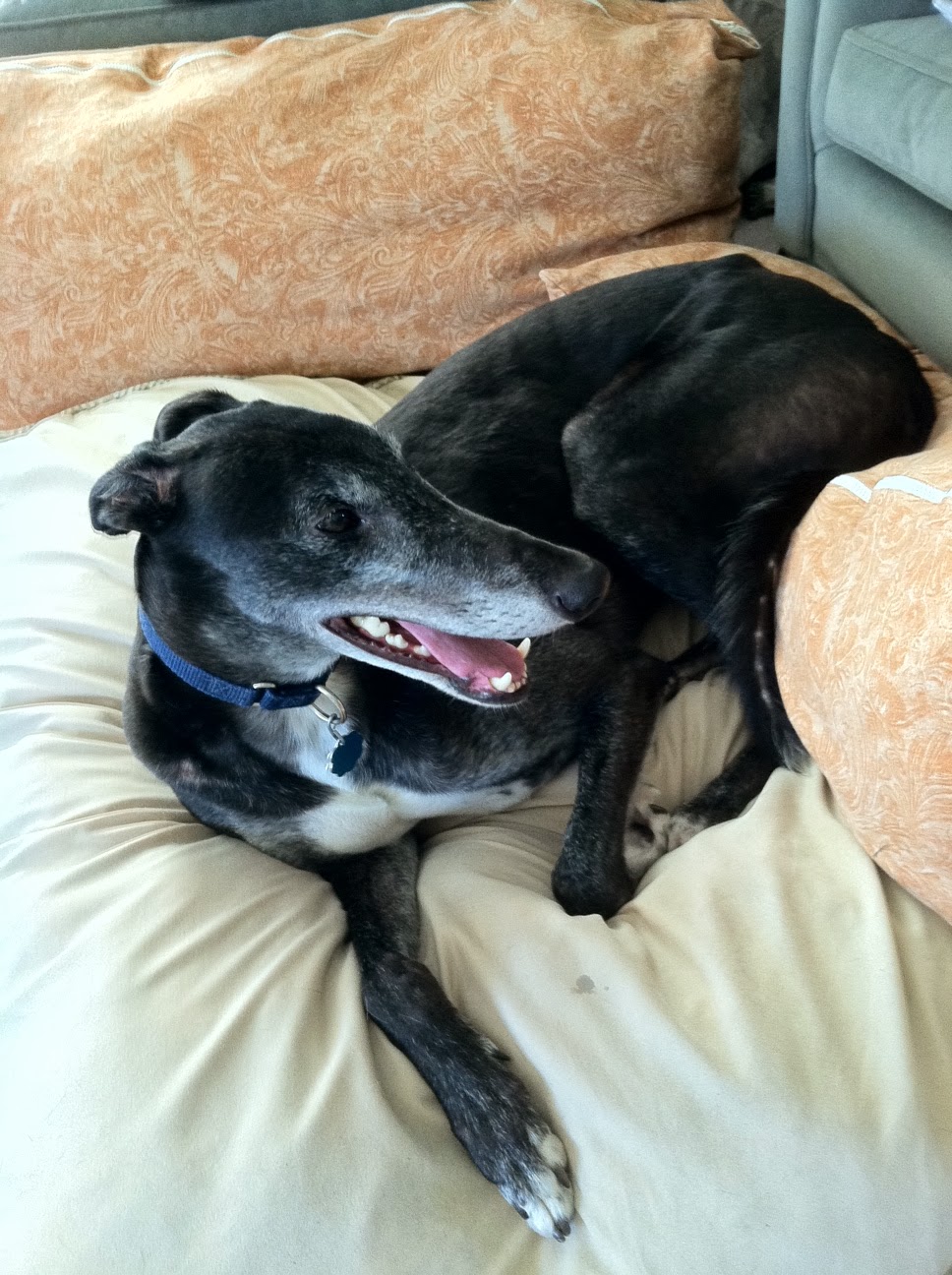 Northern Lights Greyhound Adoption Dog Blog: NLGA Photo Roundup ...