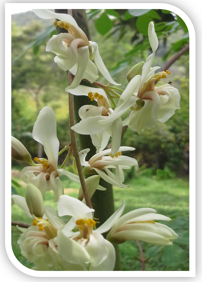 Moringa Oleifera Ibague Colombia: Moringa, el árbol milagroso