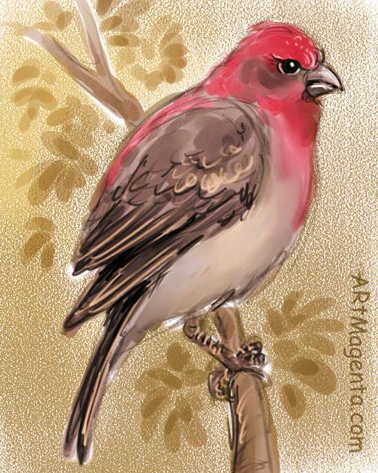 Birds: Rosefinch