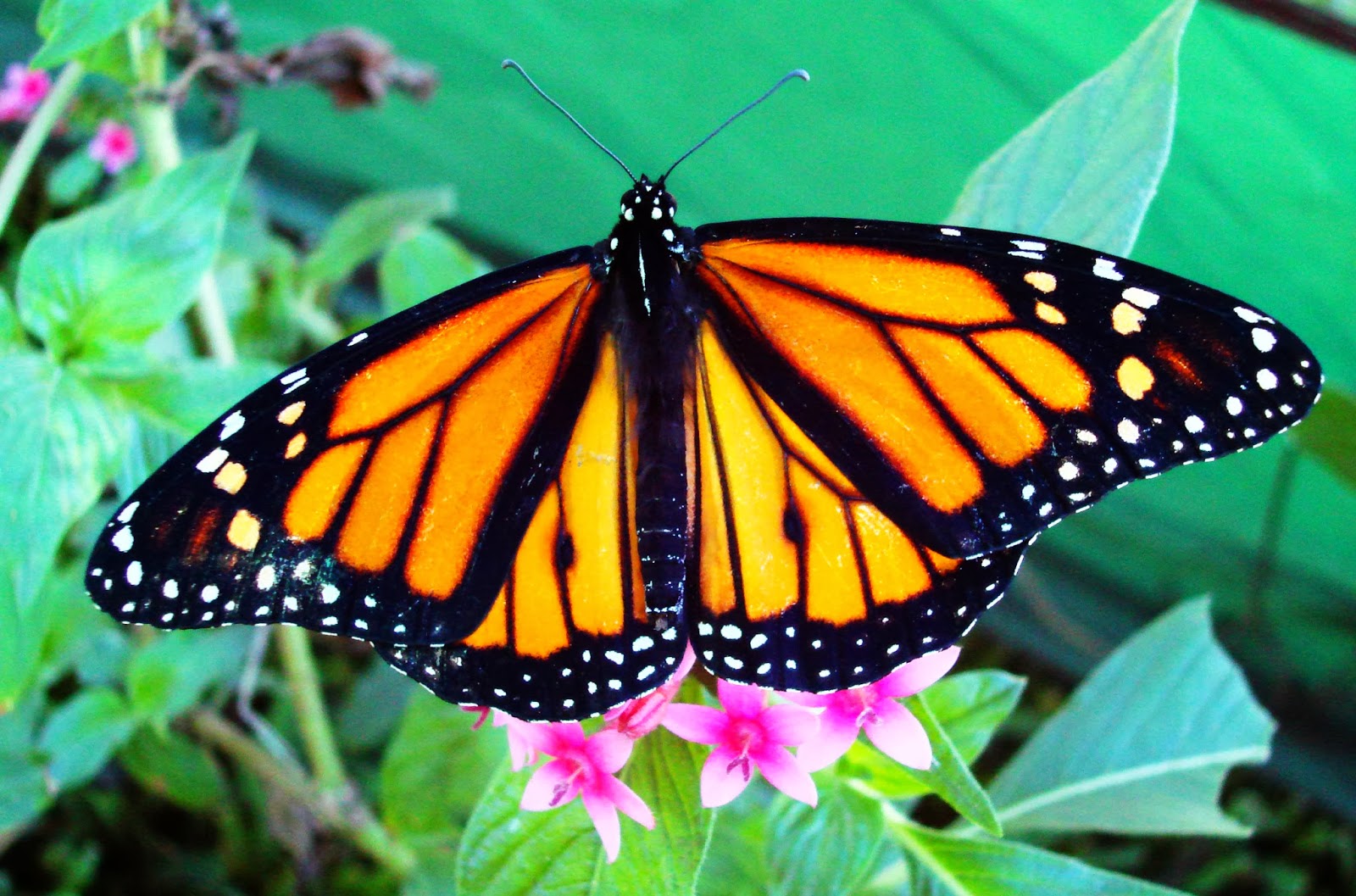 Philosophy of Science Portal: Monarch butterflys...disappearing?