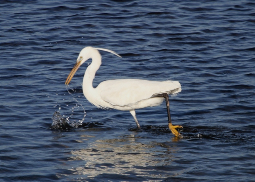 Birding for a Lark: Birds on the east coast