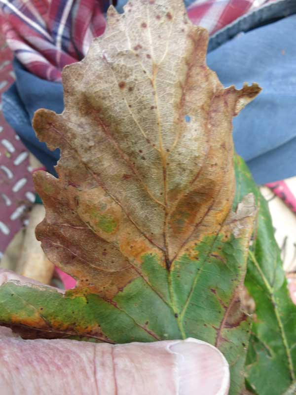 Tom's Blog: Bur oak blight at Pleasant Valley Conservancy