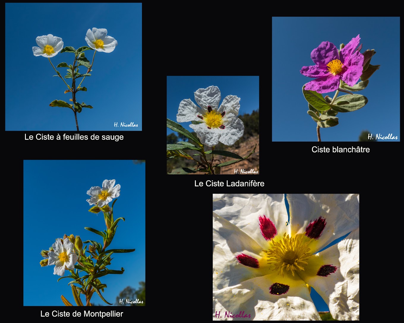 Les Randonnées d'Henri