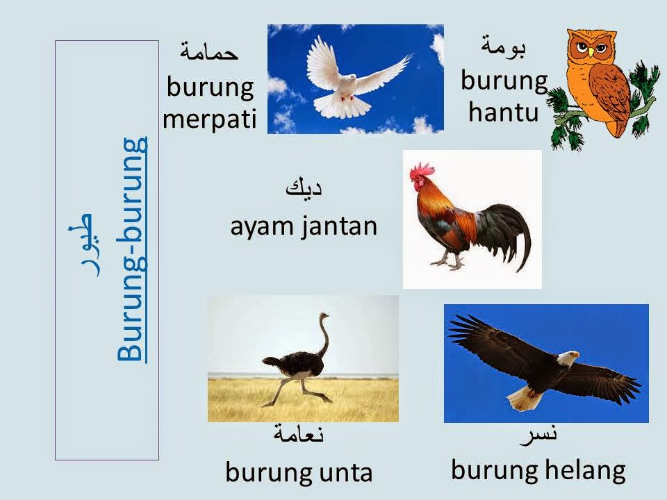 Education Made Fun: Arabic - Birds & Animals